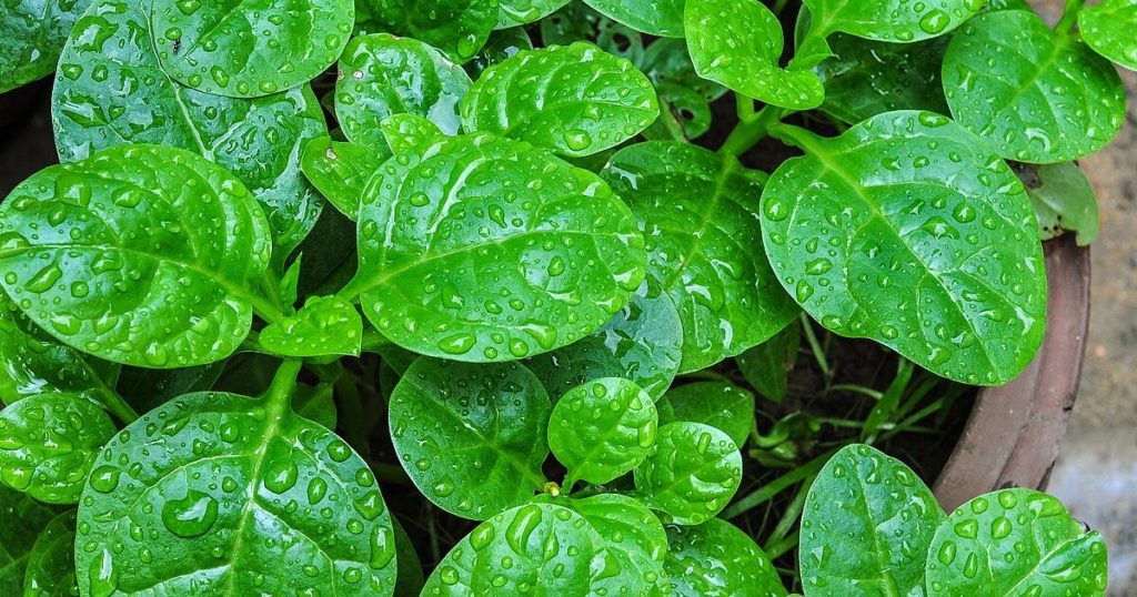 10 Vegetables That Can Grow On A Trellis