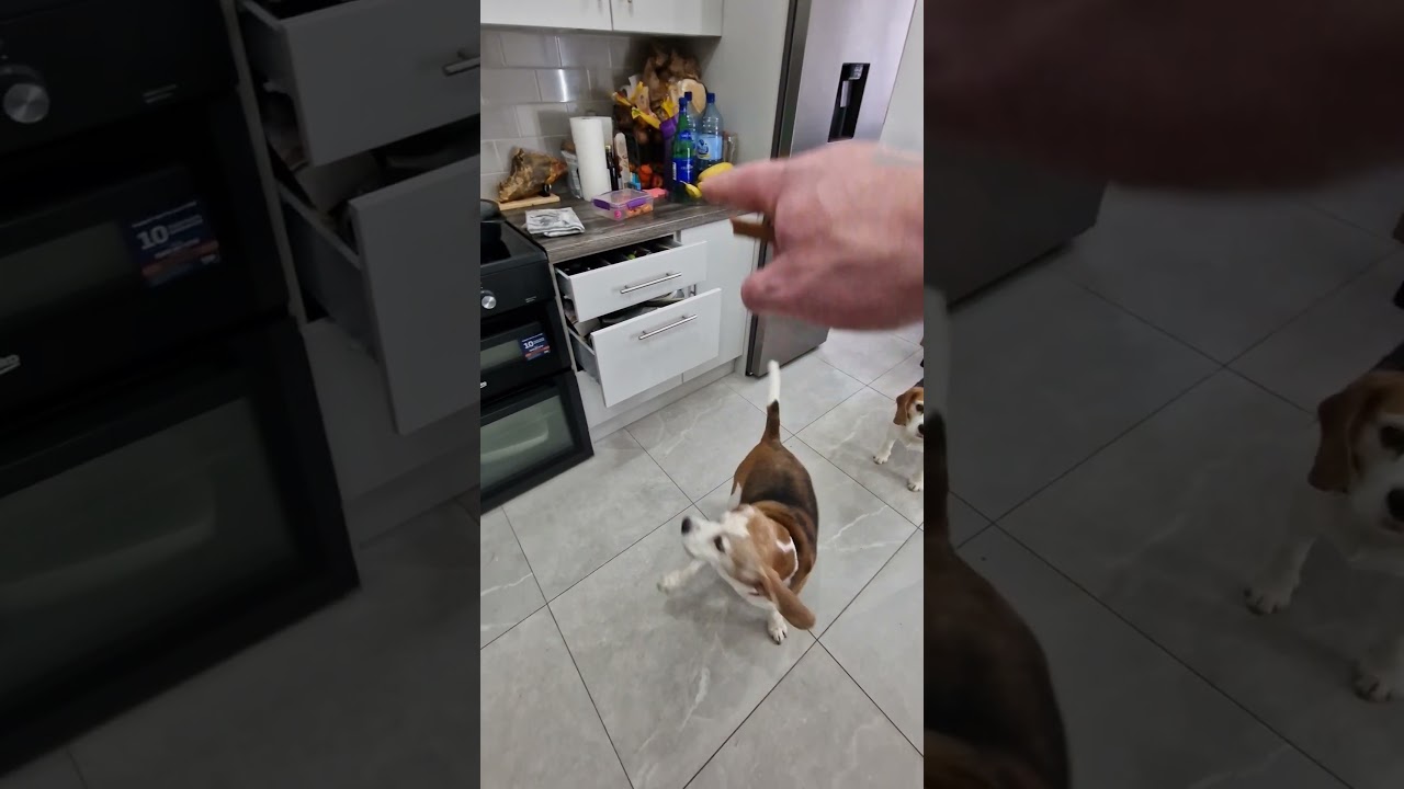 Beagles will do anything for food even if silly