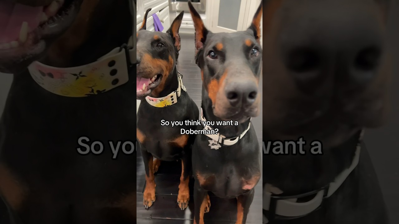 So you think you're ready for a Doberman?