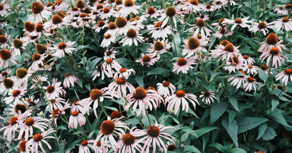 14 Perennial Flowers That Bloom From Spring To Fall
