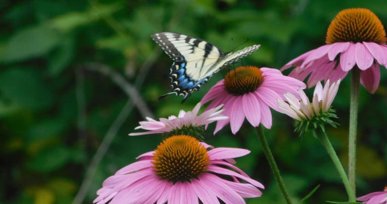 15 Native Flowers That Create a Bustling Wildlife Garden