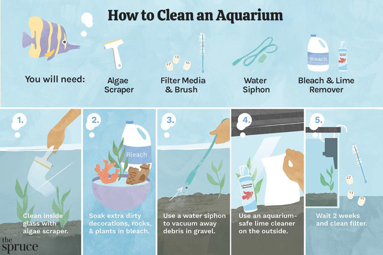 Essential tips for cleaning your fish tank the right way