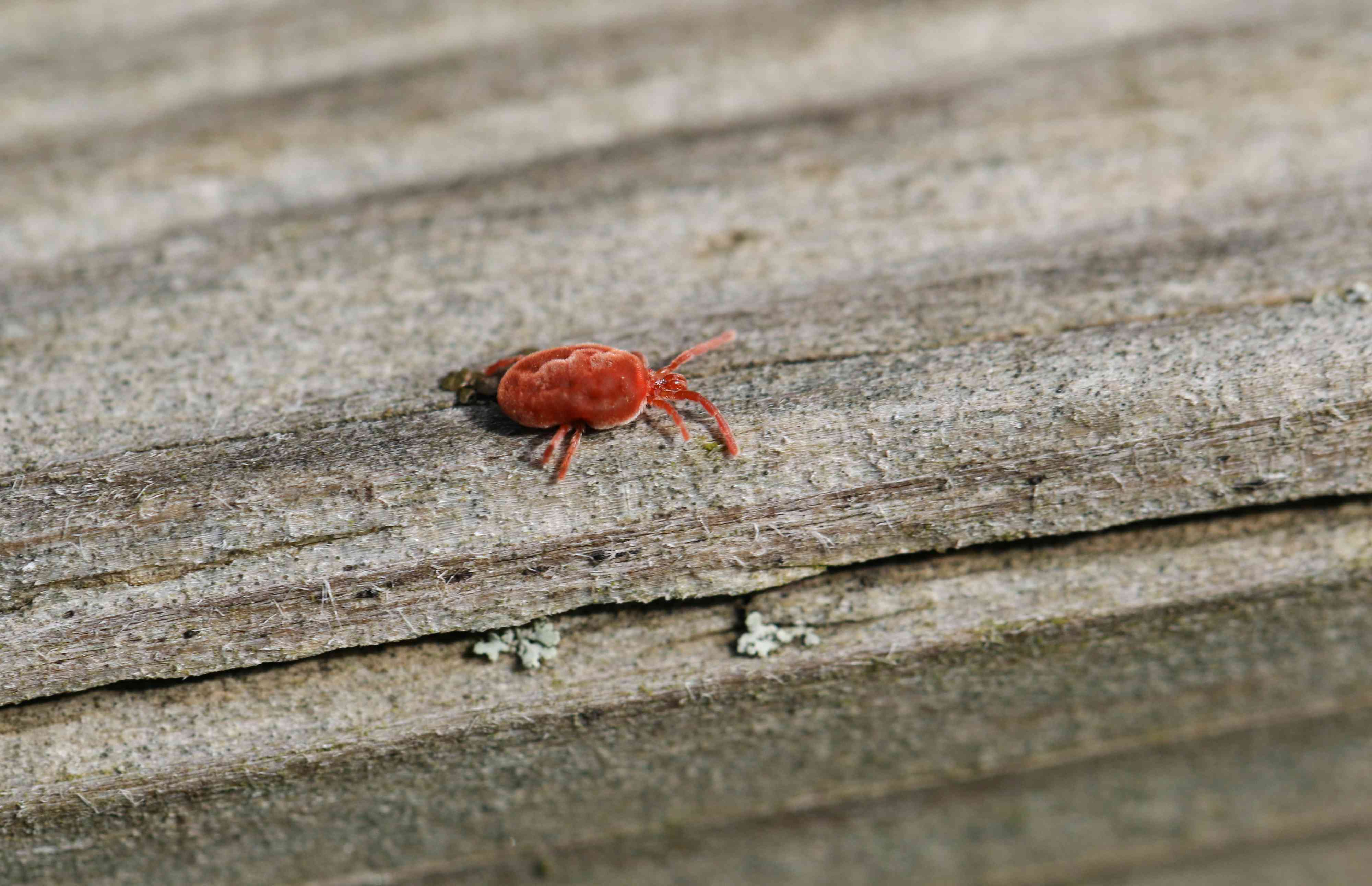 How to Get Rid of Clover Mites and Keep the Pests Away from Your Home