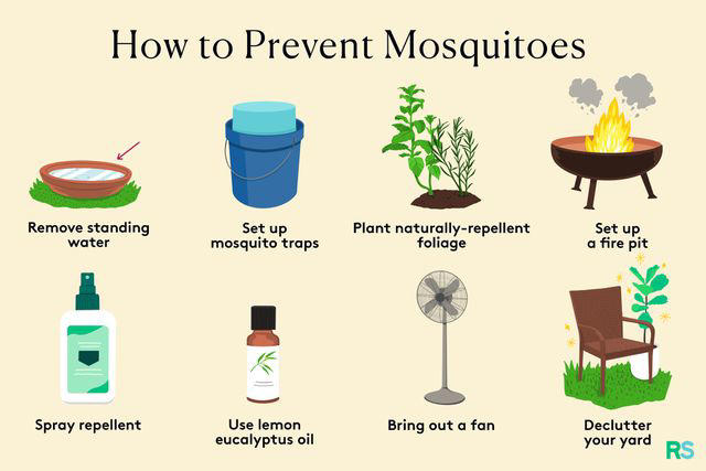 How to Keep Mosquitoes Out of Your Yard, According to an Entomologist