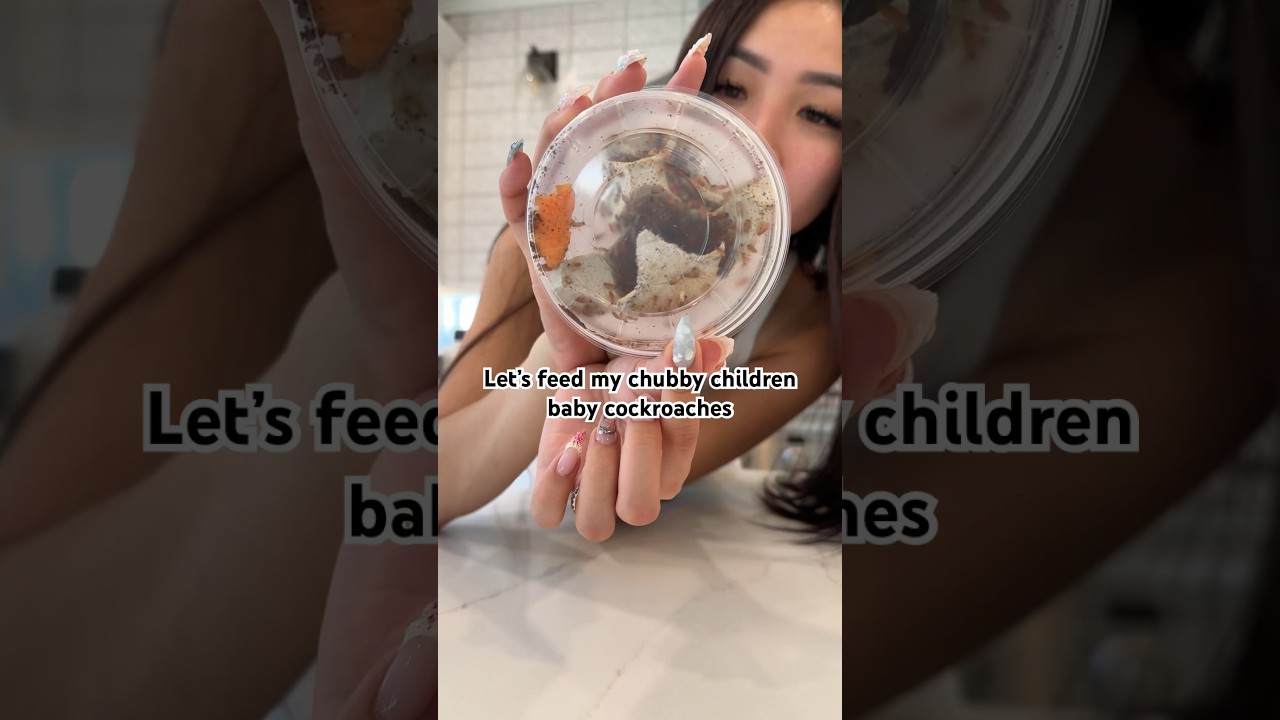 How I Feed My Frogs and Reptiles Baby Cockroaches