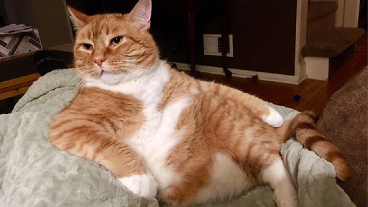 Funny cats and dogs create joyful and funny moments