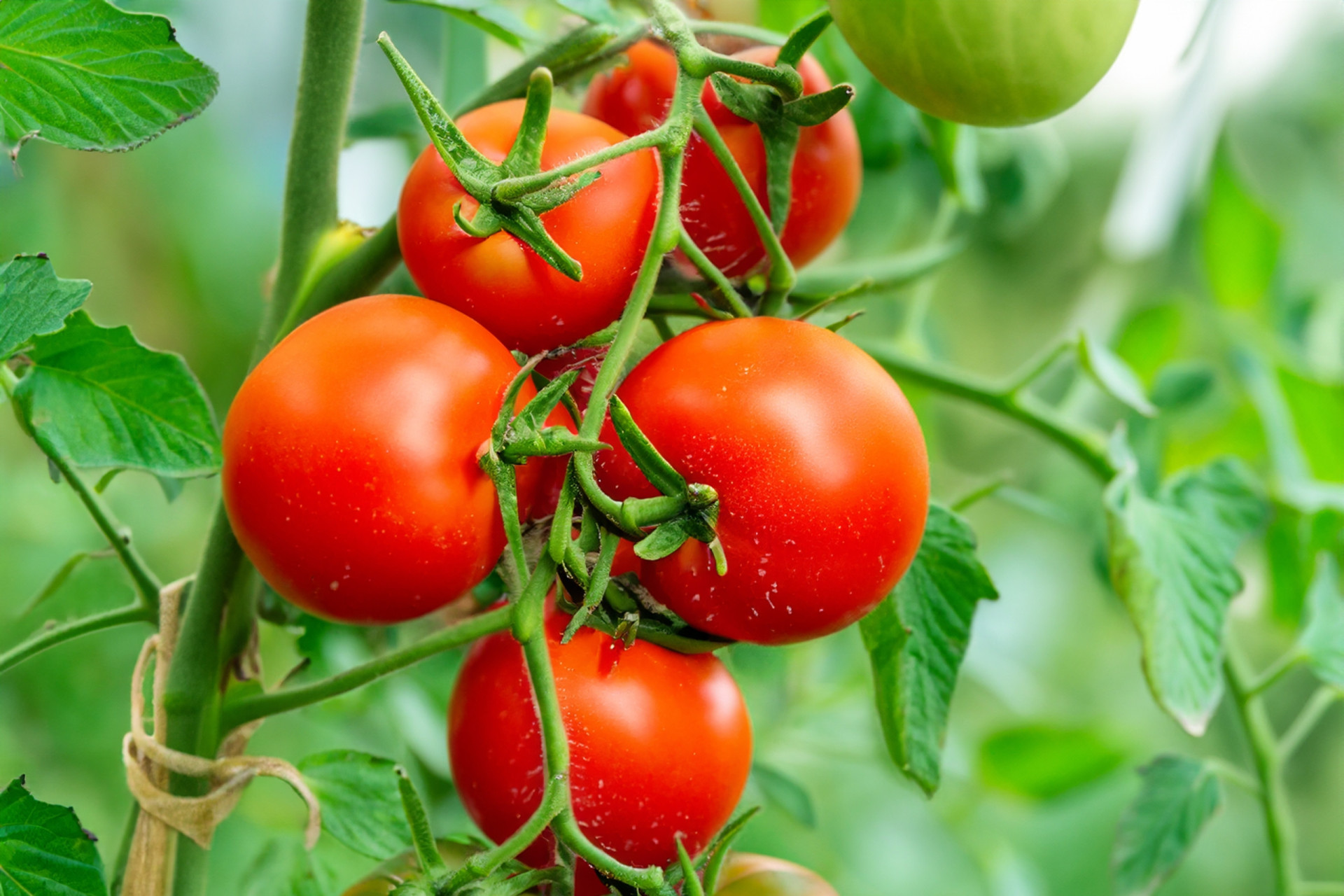 30 of the most nutrient-dense foods to add to your diet