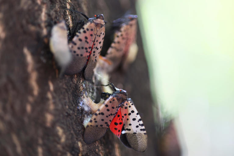 Spotted lanternfly season is here in Westchester, Rockland: What to do