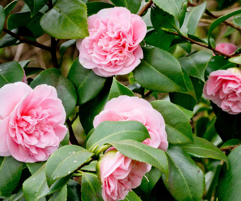 How to grow camellias in pots – hardy, evergreen shrubs for your ...