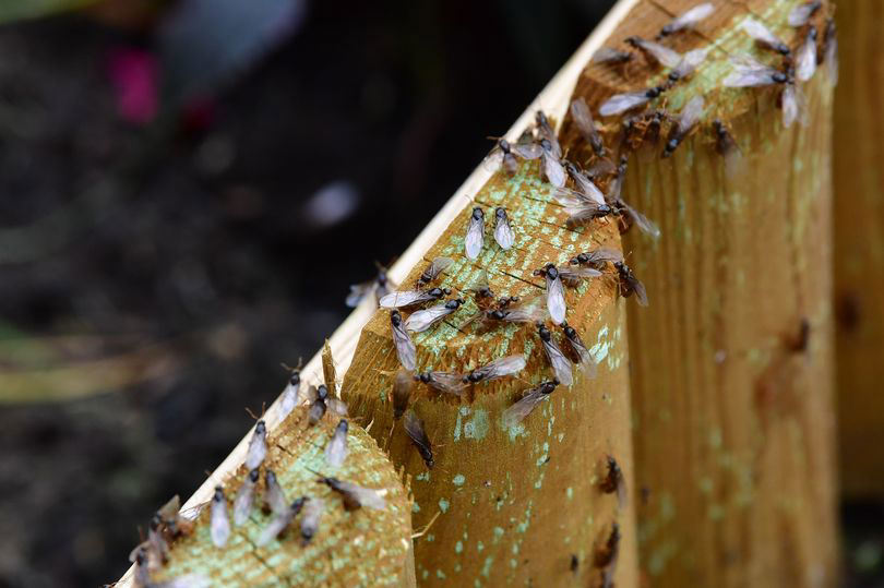 Giant swarms of flying ants captured 'attacking' Liverpool Giant swarms of flying ants captured 'attacking' Liverpool