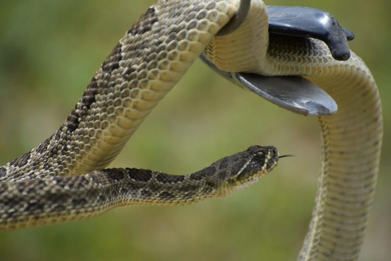 Rattlesnake tales: Fact and fiction regarding Colorado's most common ...