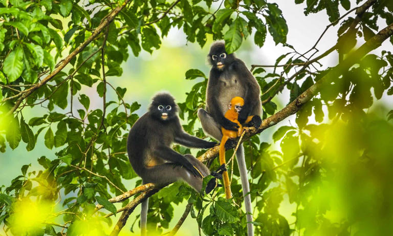 Newly Discovered Monkey Species Is Already on the Verge of Extinction