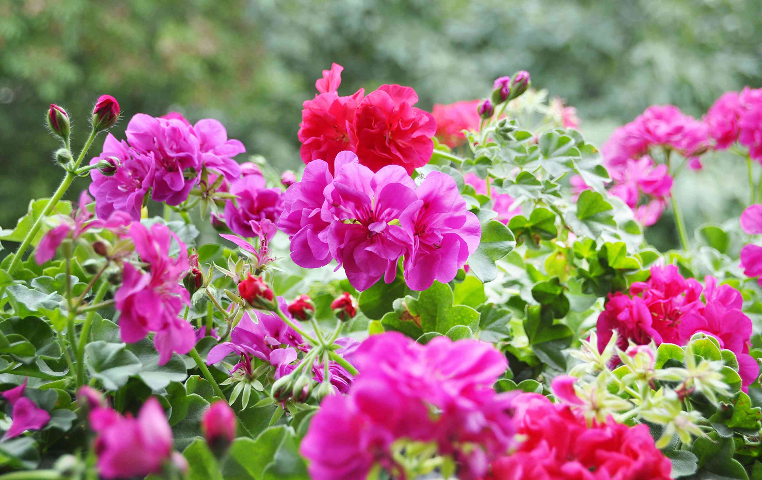 The Secret to Keeping Your Geraniums Healthy This Winter, According to ...