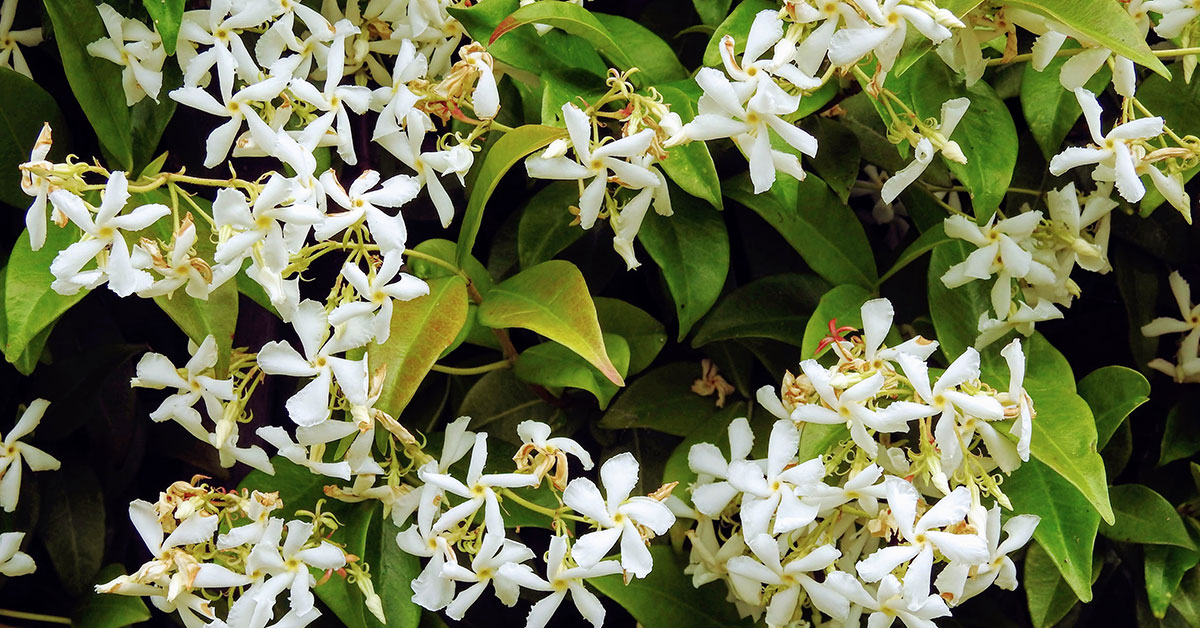 10 Gardening Tips For Growing Full And Blooming Jasmine Flowers