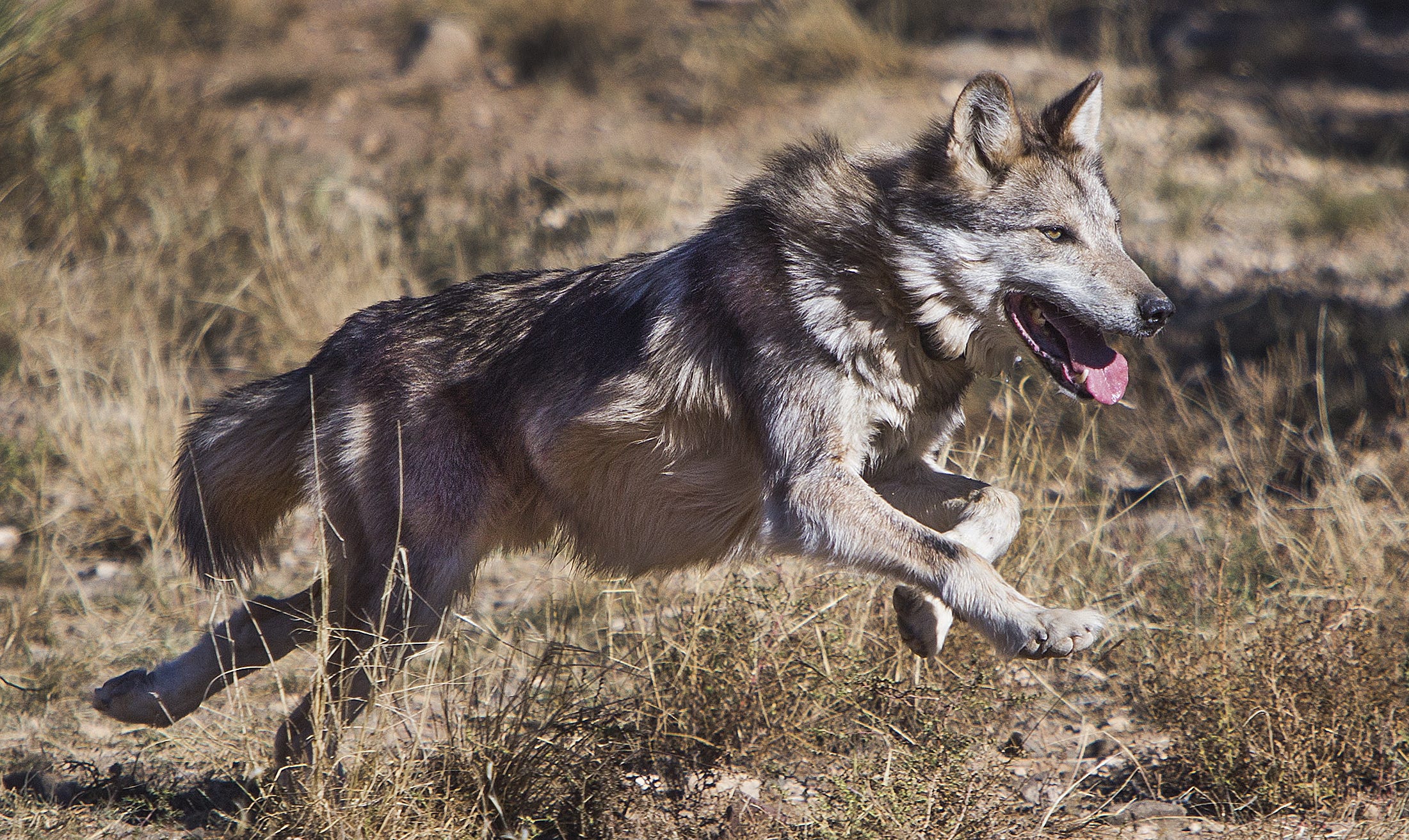 U.S. Fish and Wildlife to discontinue gray wolf recovery plan. Wildlife ...