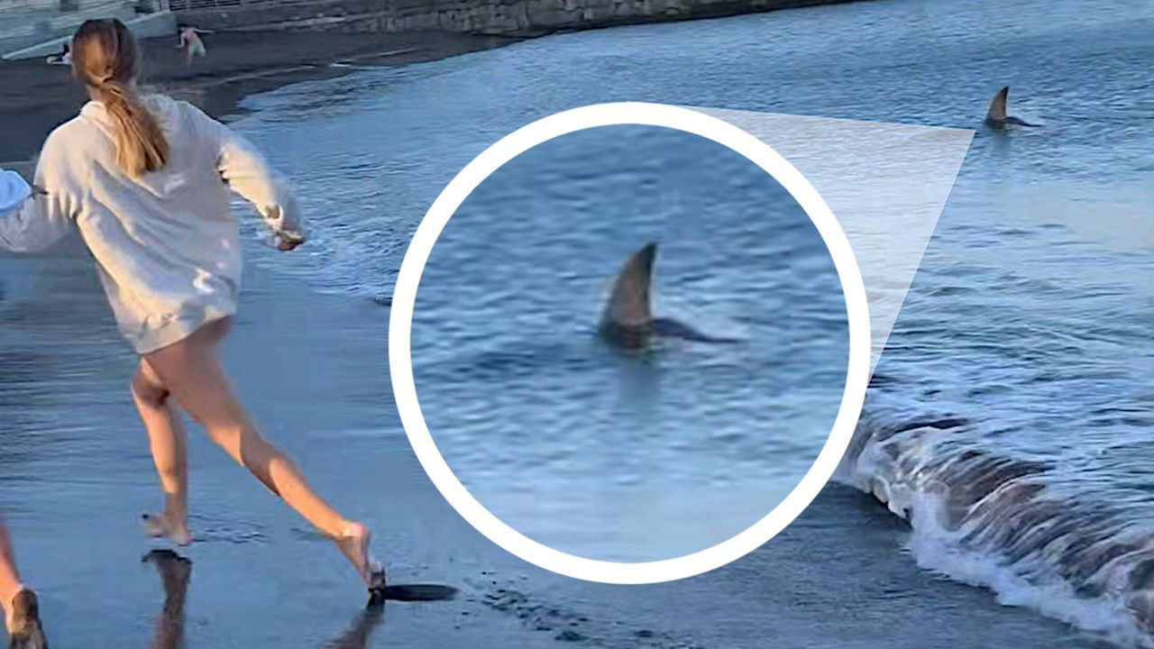 Shark thrashing in shallows sends beachgoers fleeing on Gran Canaria beach Shark thrashing in shallows sends beachgoers fleeing on Gran Canaria beach