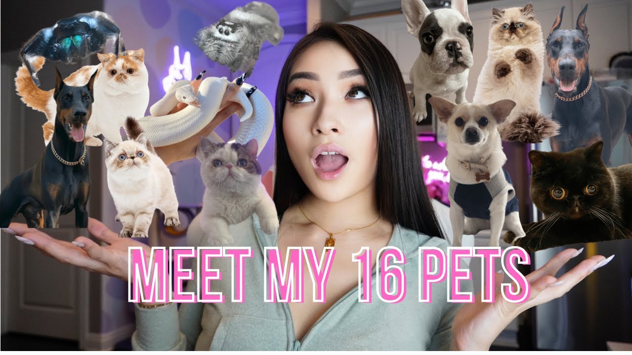 Meet All 14 Of My Pets - From Dogs to Spiders!