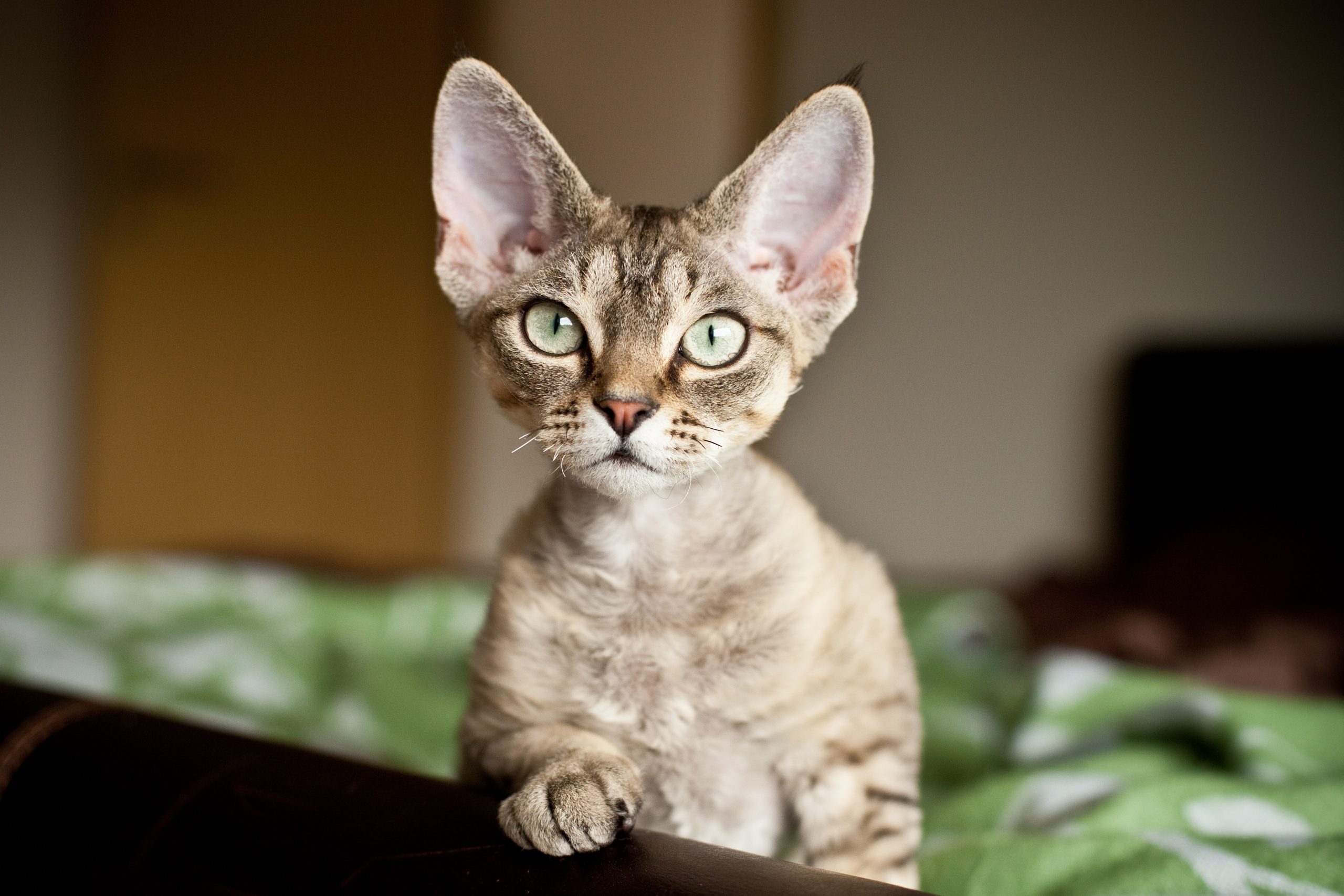 19 Cutest Cat Breeds You’ll Want to Adopt