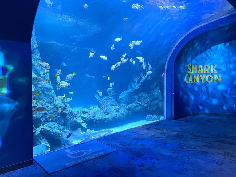 From Boston to Los Angeles: Best Aquariums in the US