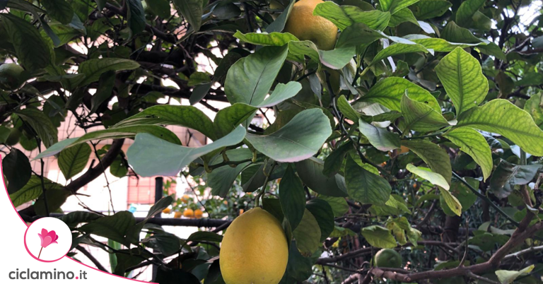Anche la pianta di limone può soffrire la calura estiva?