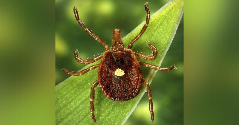 Warren Co. launches tick tracking online database