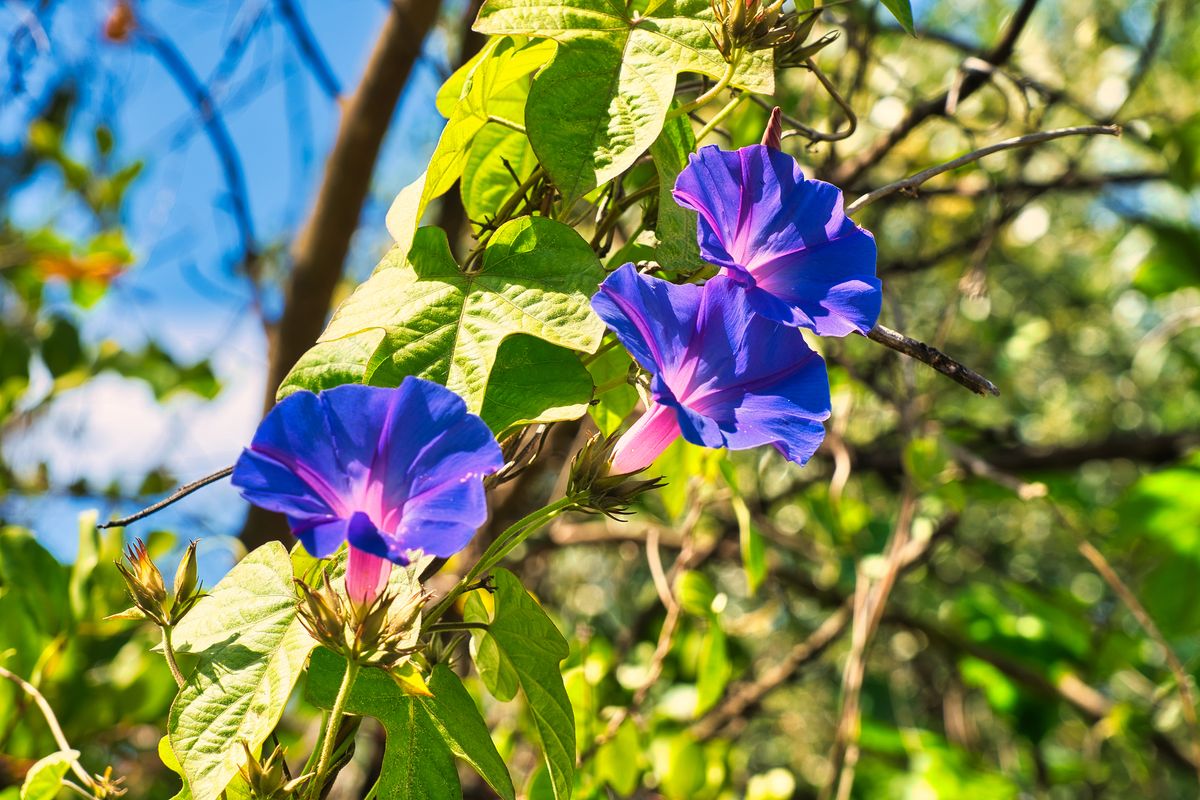 30 Best Flowering Vines to Add Vertical Color