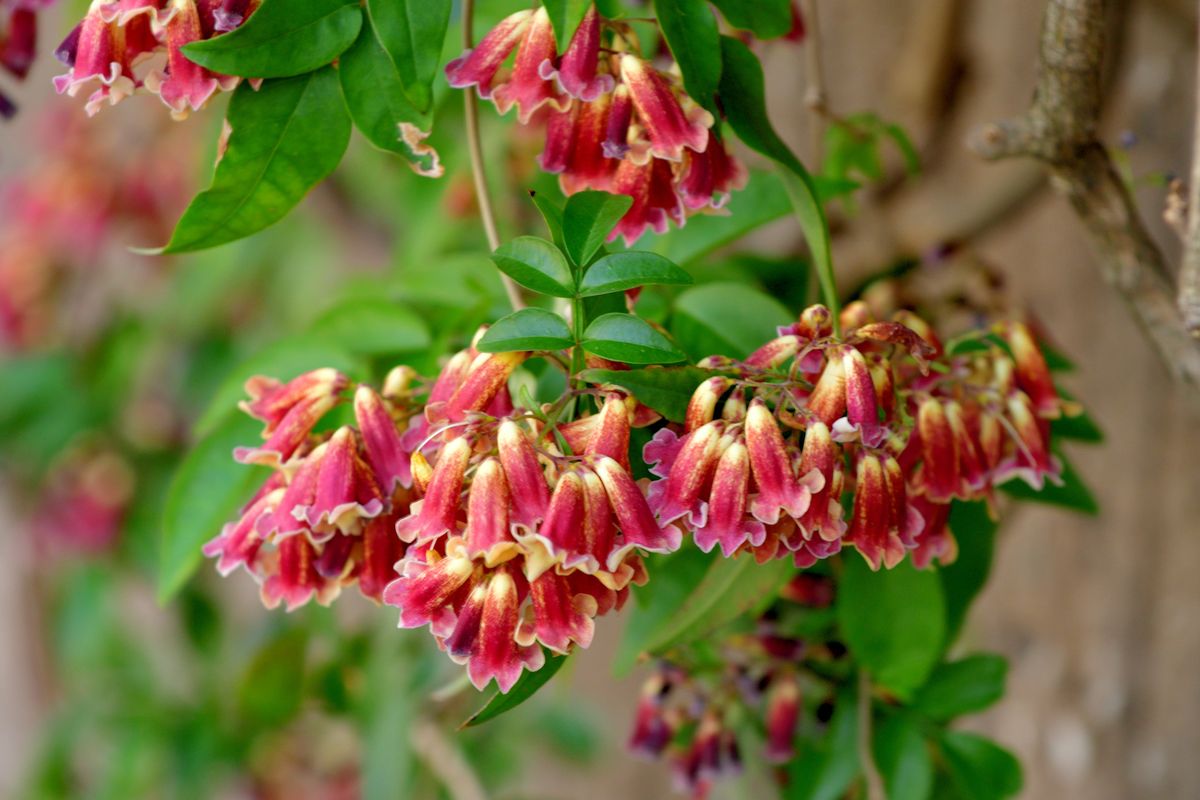 30 Best Flowering Vines to Add Vertical Color
