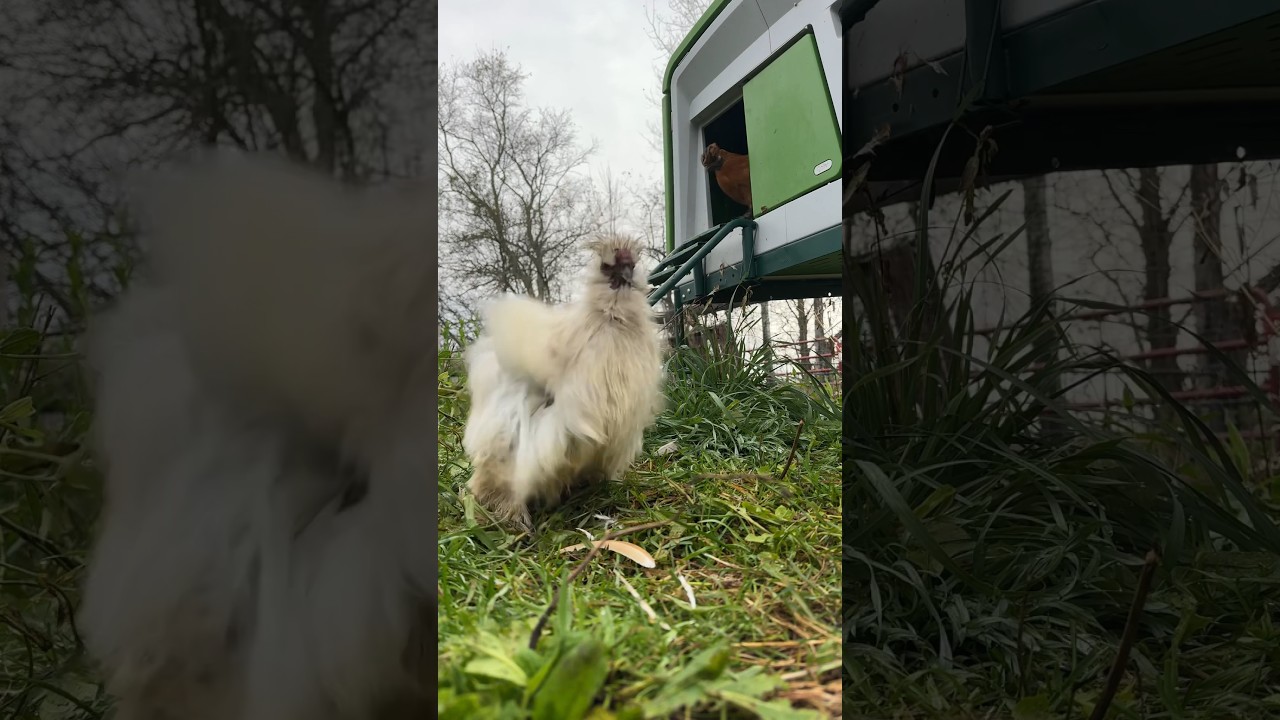 This Chicken Secret Is Too Weird to Keep Quiet