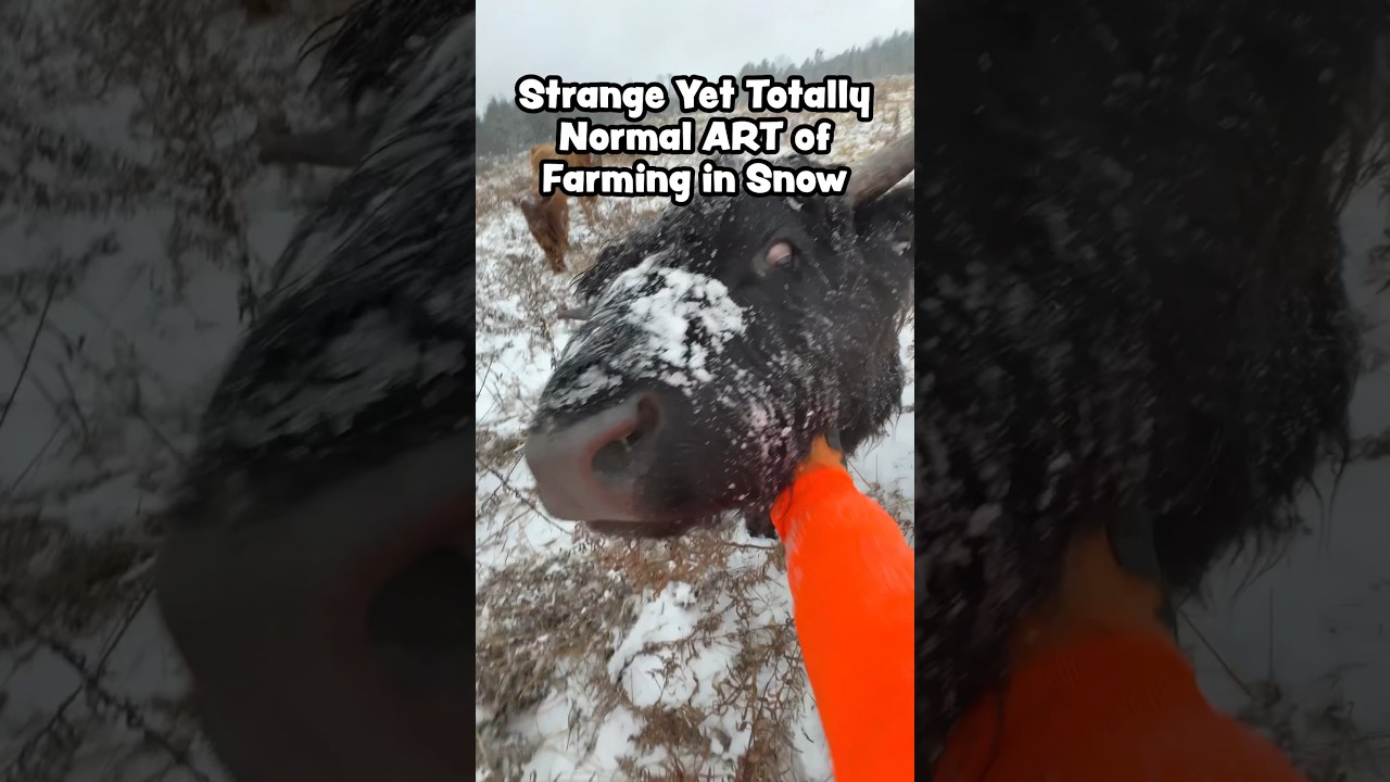 "Snowy Farm Chores: The Cold, Hard Reality Hits"