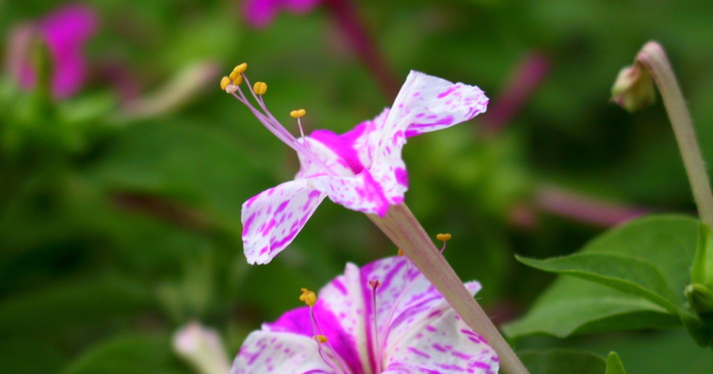 Grow These 13 Flowers That Are Perfect To Cultivate in a Moon Garden