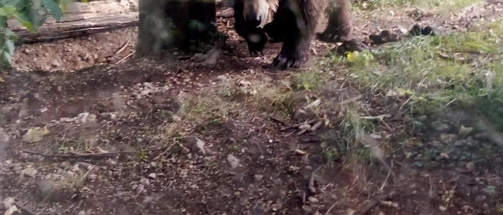 Runner aggredito dall’orsa. Il Tar blocca l’abbattimento: Runner aggredito dall’orsa. Il Tar blocca l’abbattimento: