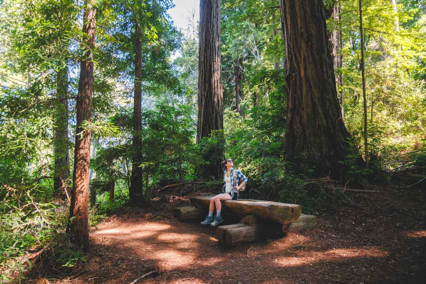 Henry Cowell Redwoods State Park Outside Santa Cruz!