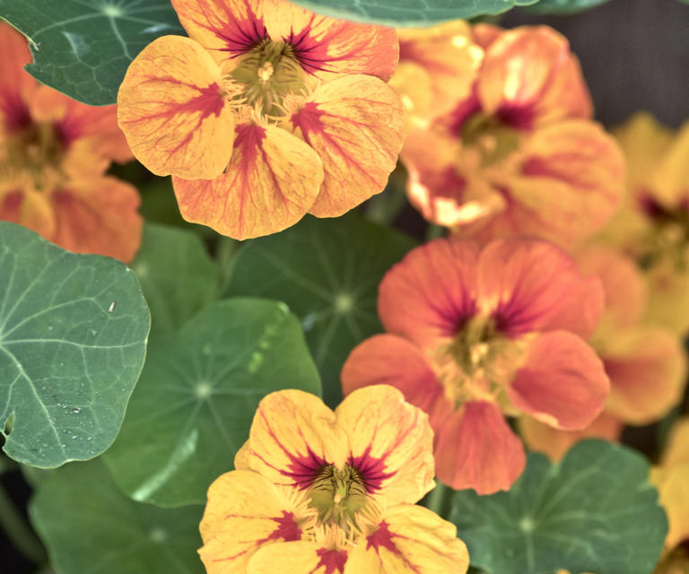 Plant these 5 climbers in May for a foliage-covered privacy fence in ...