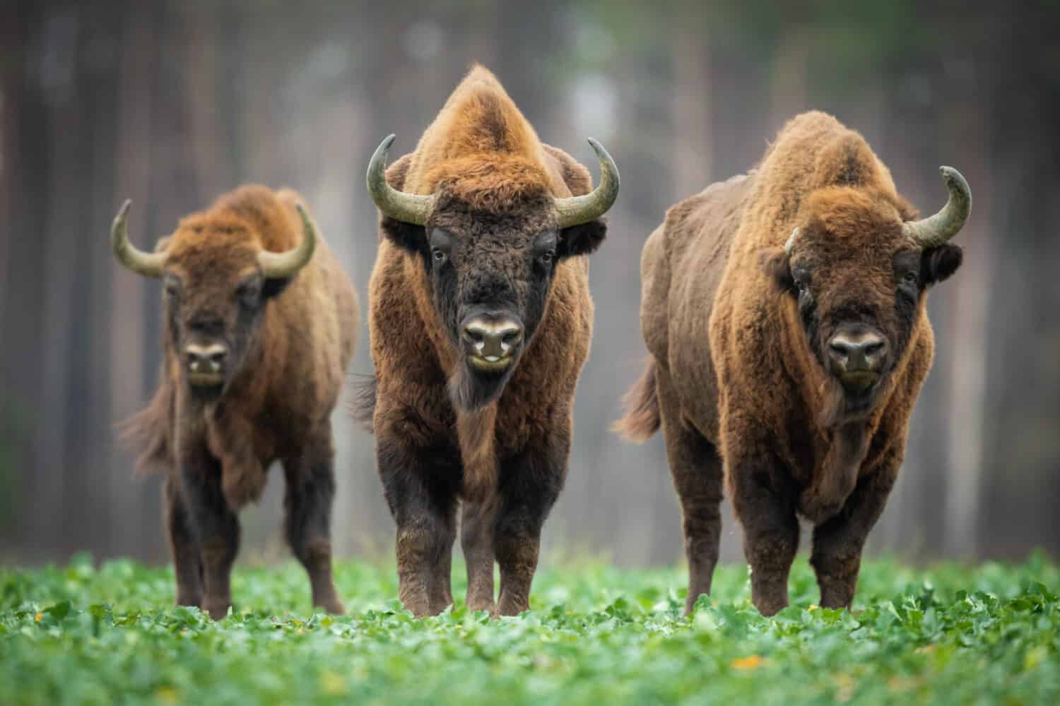 How fifteen Bronx Zoo bison sparked a prairie comeback