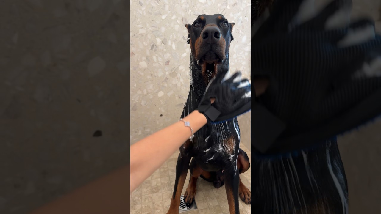 How to Successfully Bathe Your Doberman