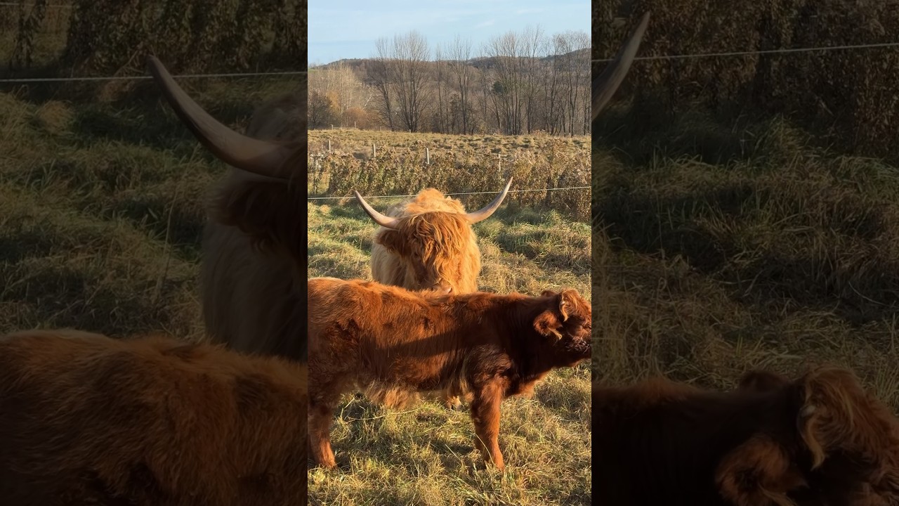 "More Cattle, More Problems, More Chickens, More Cattle Problems"