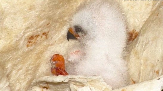 Tortilla To The Rescue: Baby Bird Burrito'd For Warmth