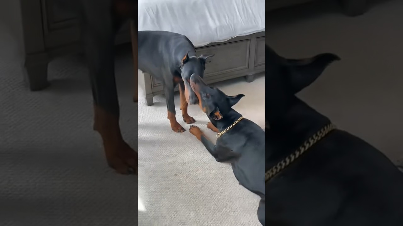 My Dobermans are basically attached at the snout