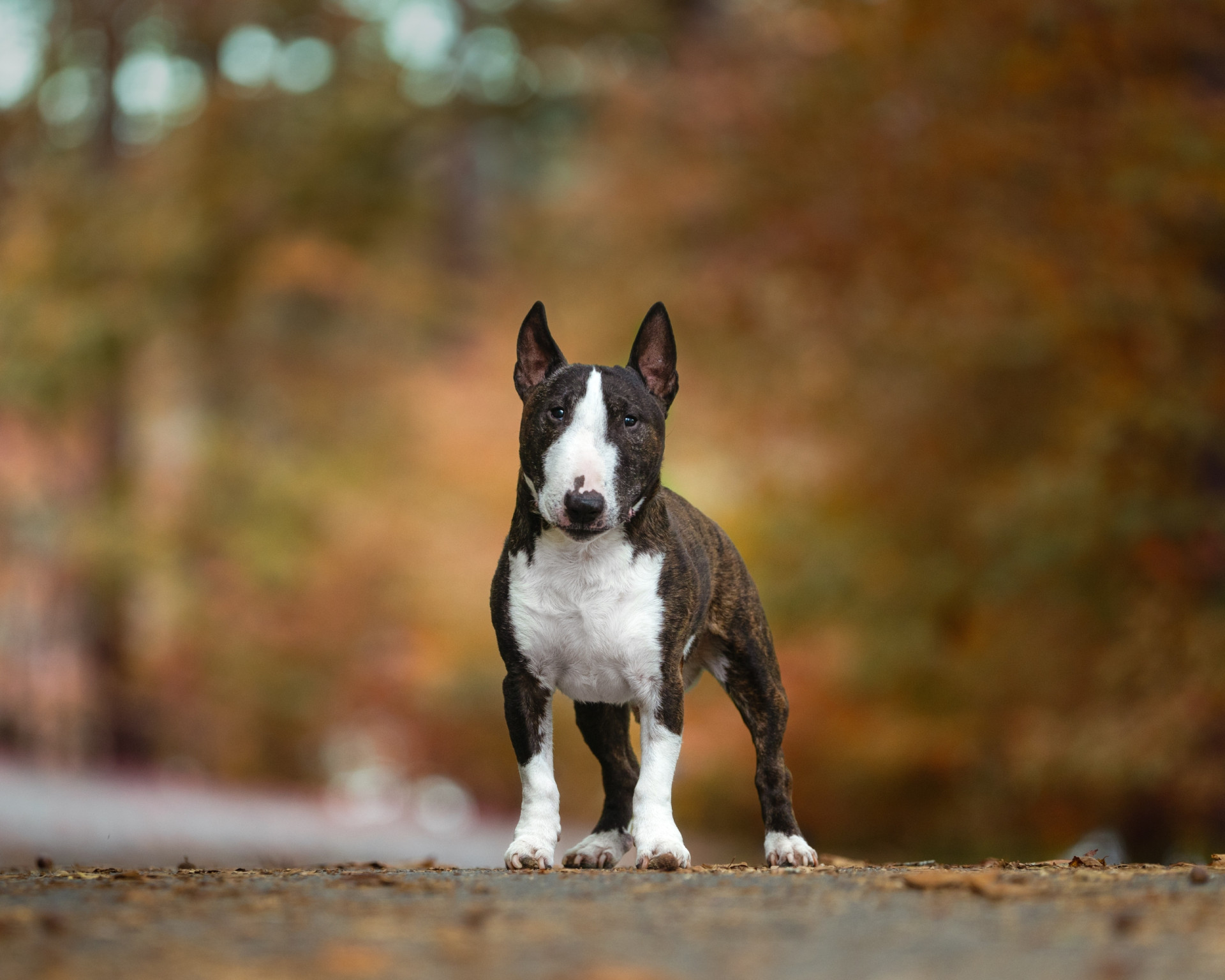 The 30 most popular dog breeds in the world