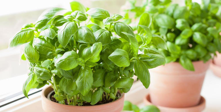 How to grow a healthy and prolific basil plant, according to garden experts