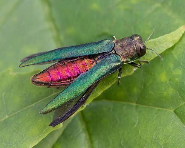 ‘Especially concerning’: Invasive emerald ash borer spotted in 3 more ...