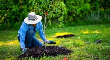 Pennsylvania Launches Online Donation Option for Keystone Tree Fund