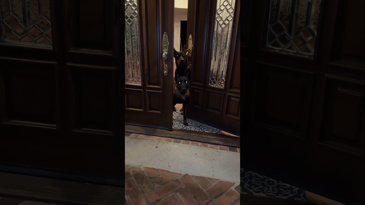 Why My Dobermans Turn Into Little Amandas at Night