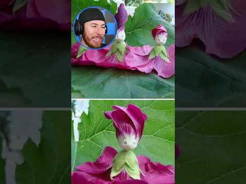 These Things Look Like Weird People—Strange Look-Alikes