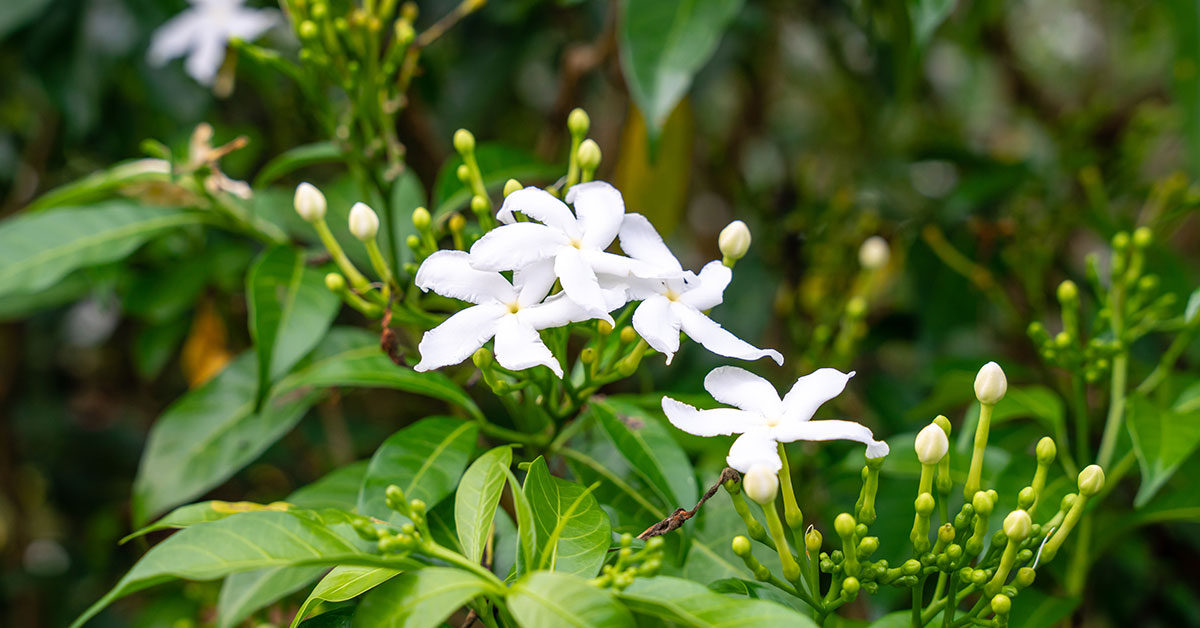 11 Reasons Why You Should Be Growing Jasmine By Your Front Door