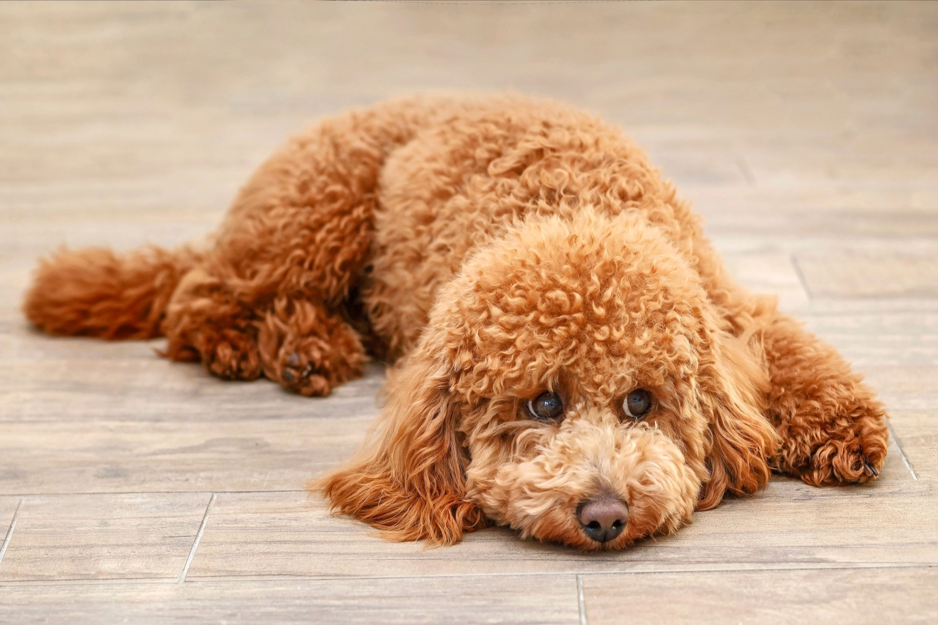 Tricks to remove pet odors from your home