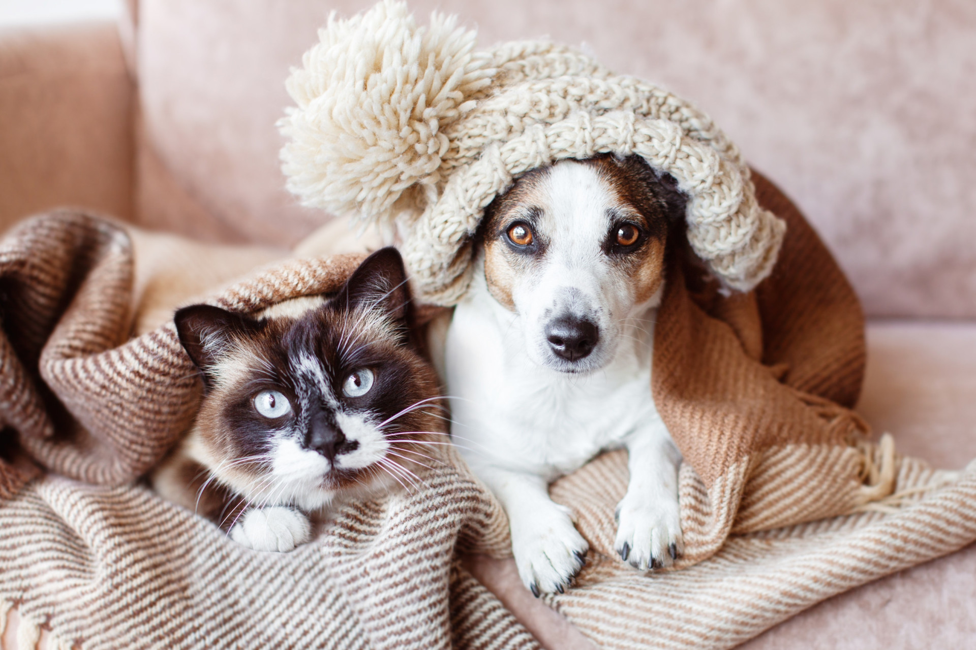 Tricks to remove pet odors from your home