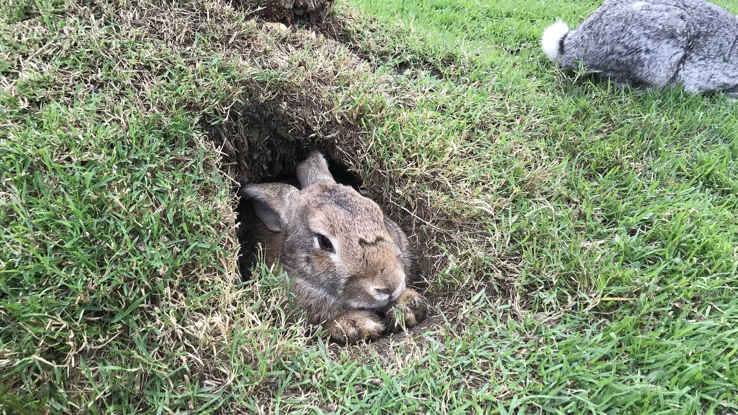 7 Different Animals That Dig Holes in People’s Yards