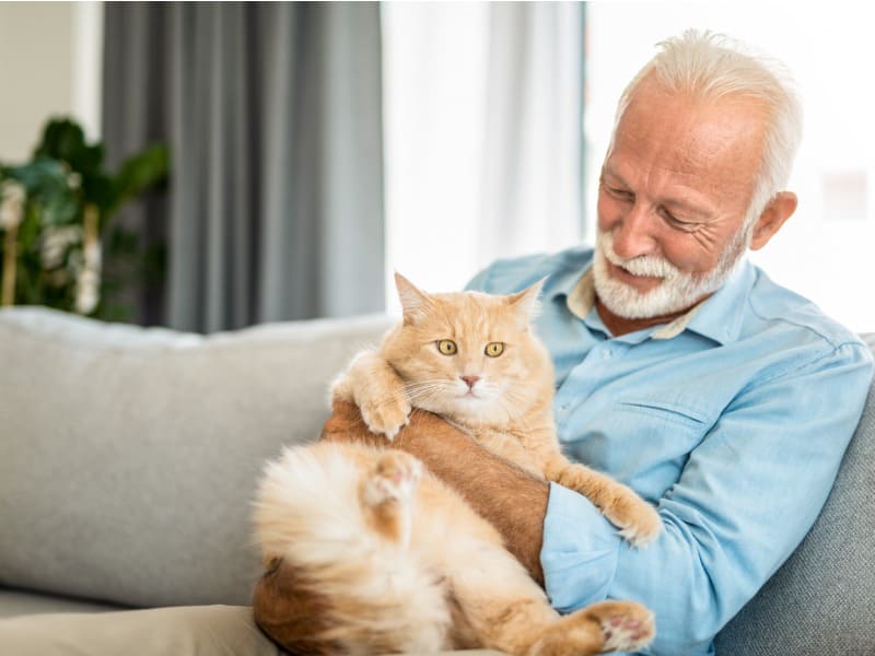 Raças lindas e dóceis de gatos: animal cada vez mais presente nos lares ...