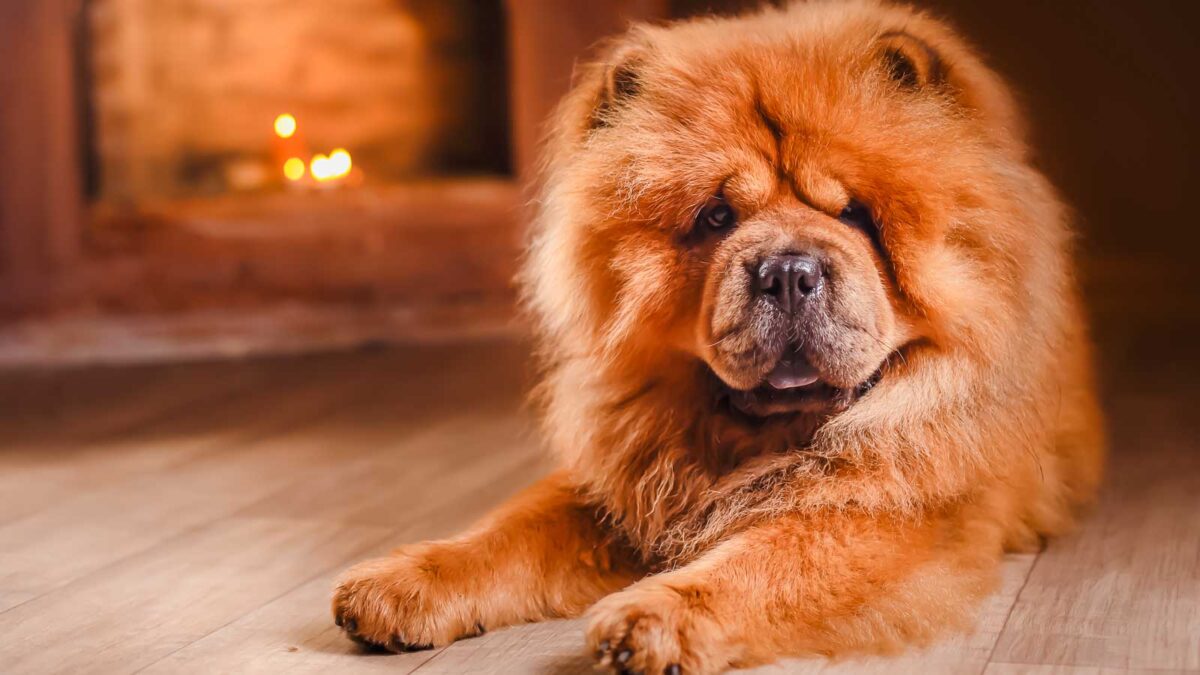 10 Dog breeds that aren’t big on cuddles